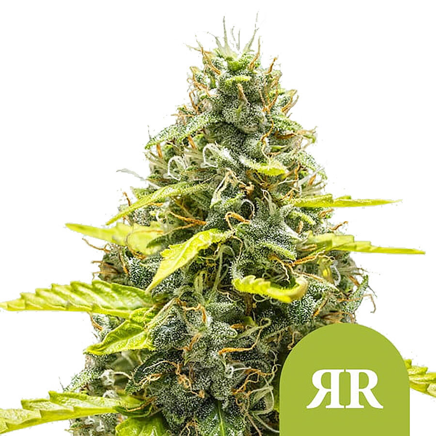 Royal Runtz Automatic 5 Samen | Autoflower Samen | Schall&Rauch, 35,00